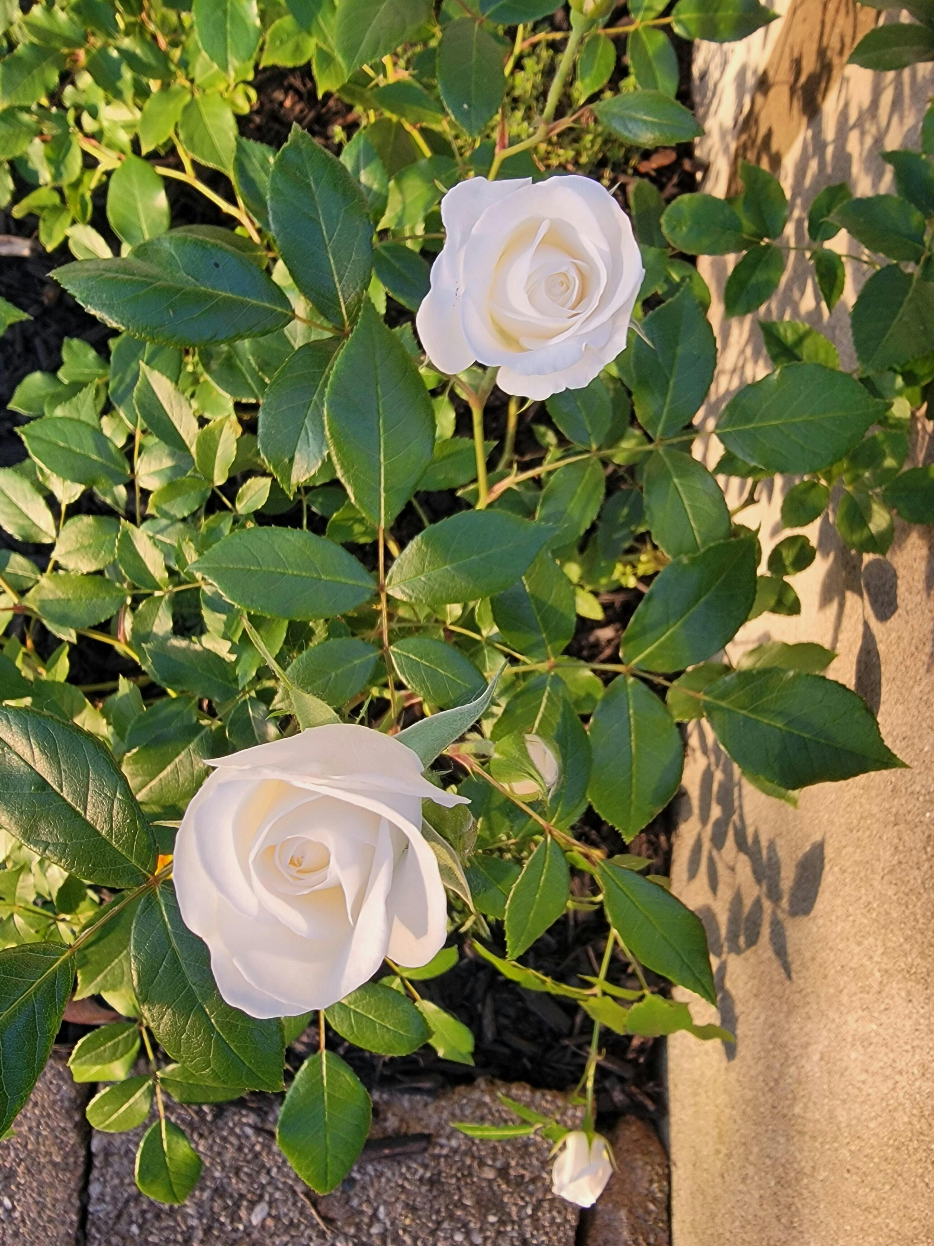 CL Iceberg Rose - Climbing Roses - Moderately Fragrant – Heirloom Roses