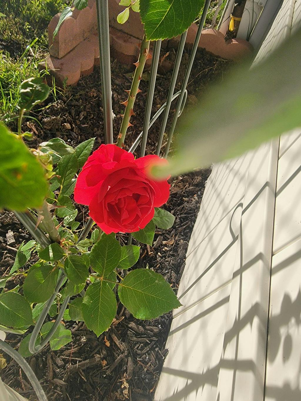 Dublin Bay Rose - Climbing Roses - Lightly Fragrant – Heirloom Roses