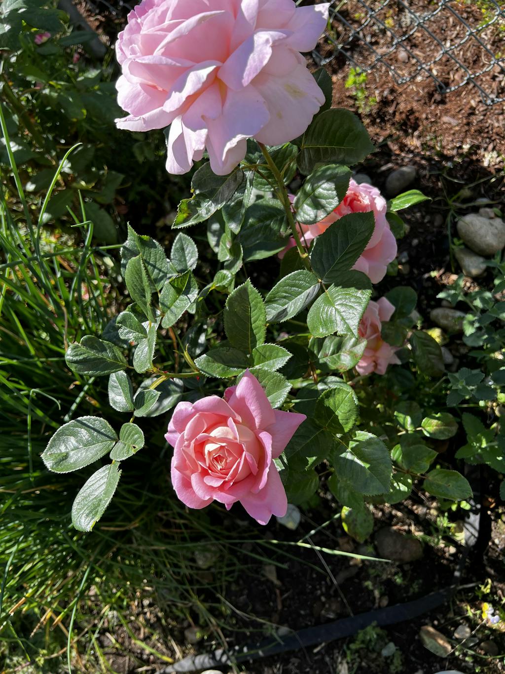 Amazing Grace Rose - Shrub - Exceptionally Fragrant – Heirloom Roses