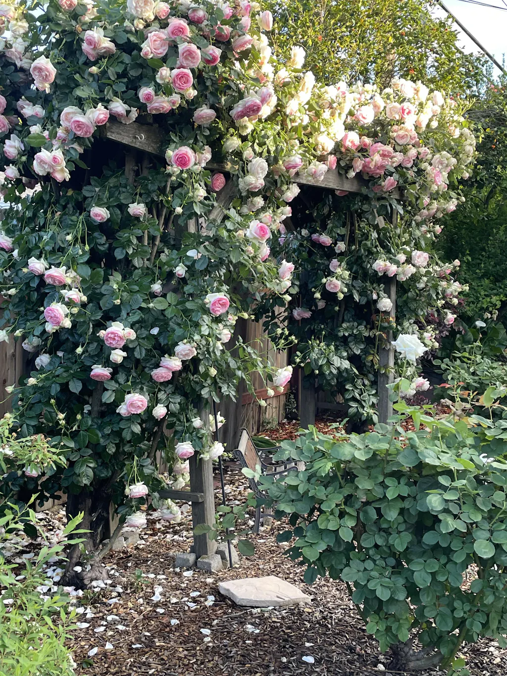 Pretty In Pink Eden Rose - Climbing Roses - Lightly Fragrant – Heirloom ...