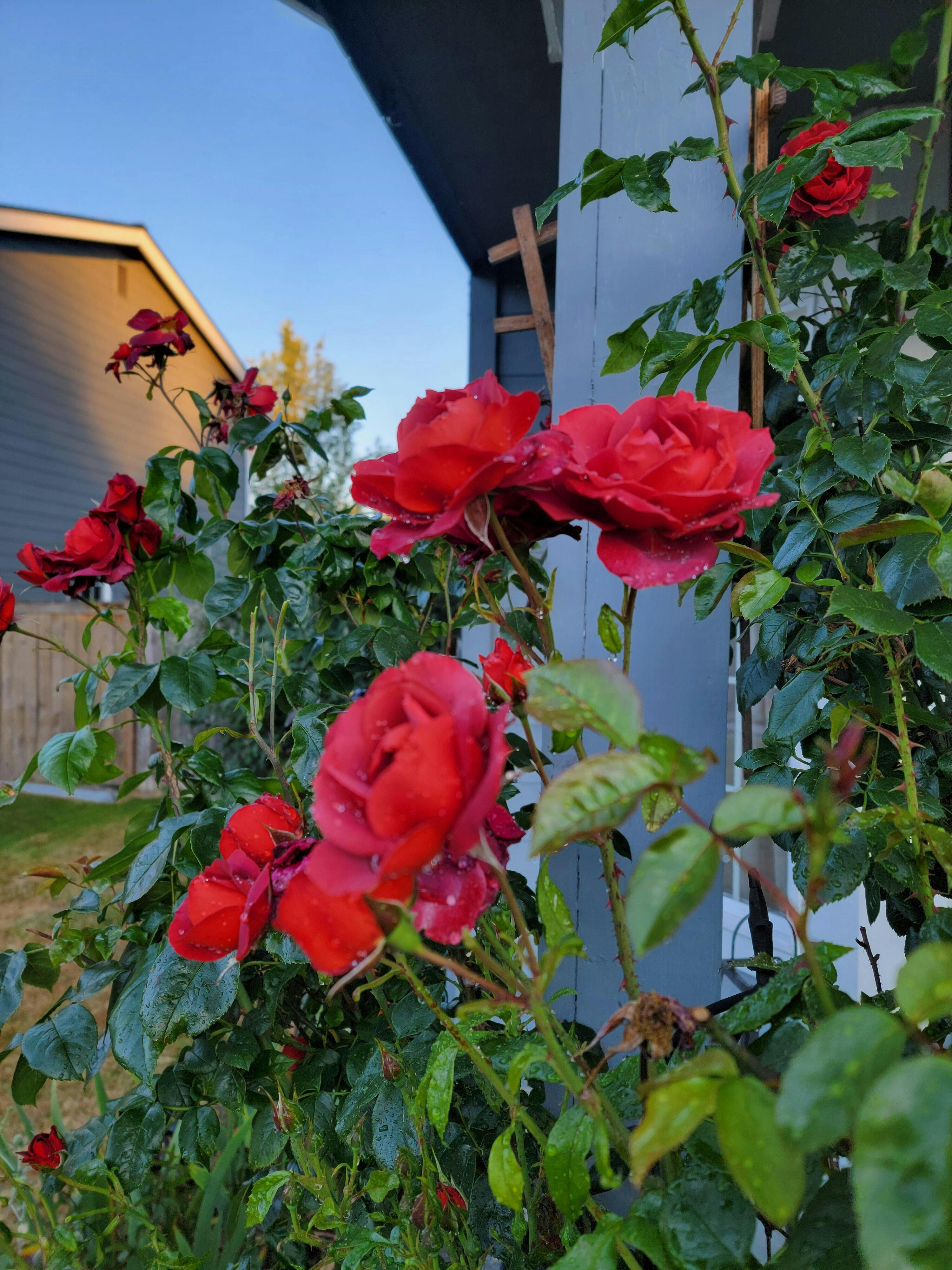 Hot Cocoa Rose - Shrub - Moderately Fragrant – Heirloom Roses