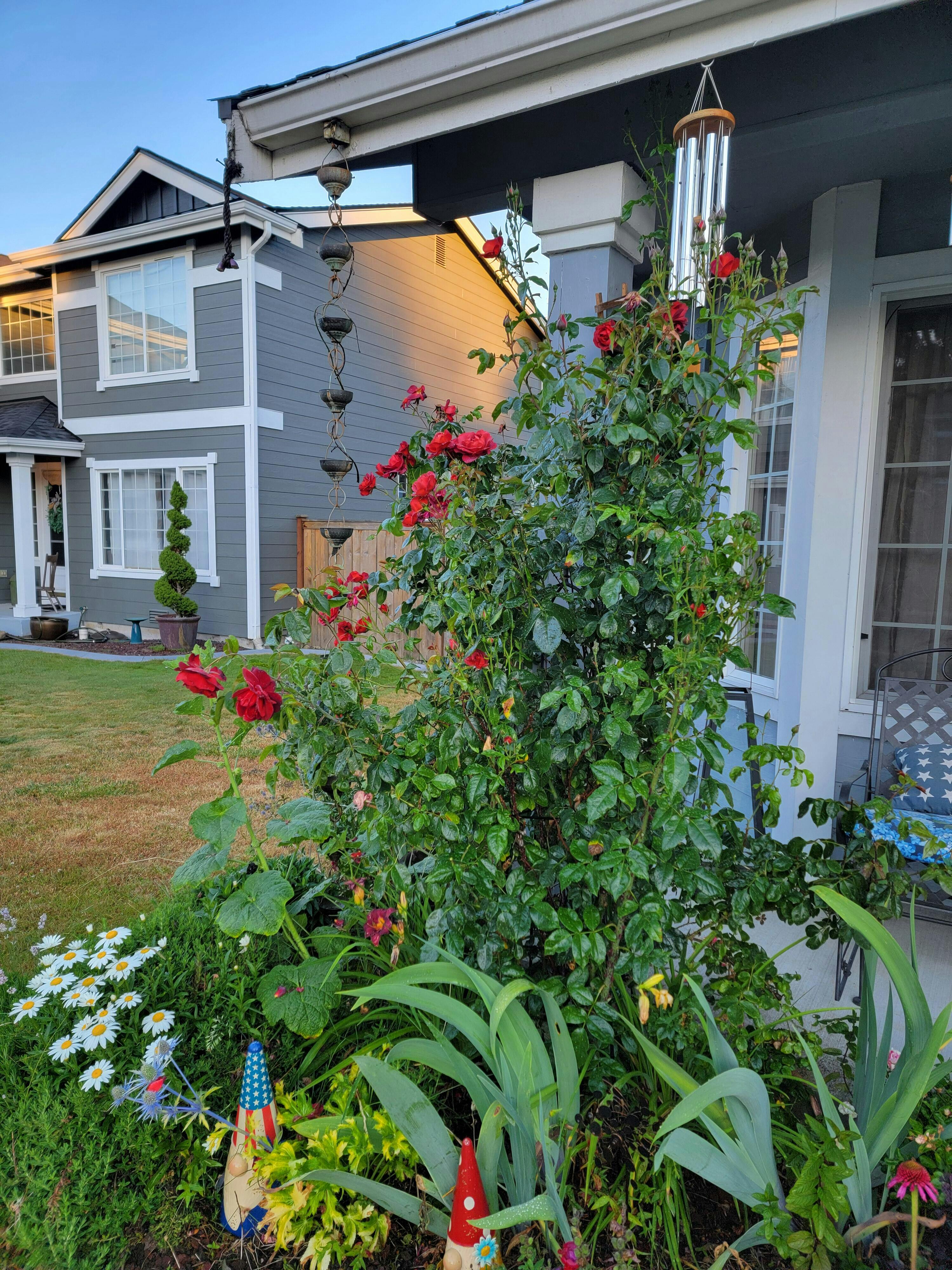 Hot Cocoa Rose - Shrub - Moderately Fragrant – Heirloom Roses