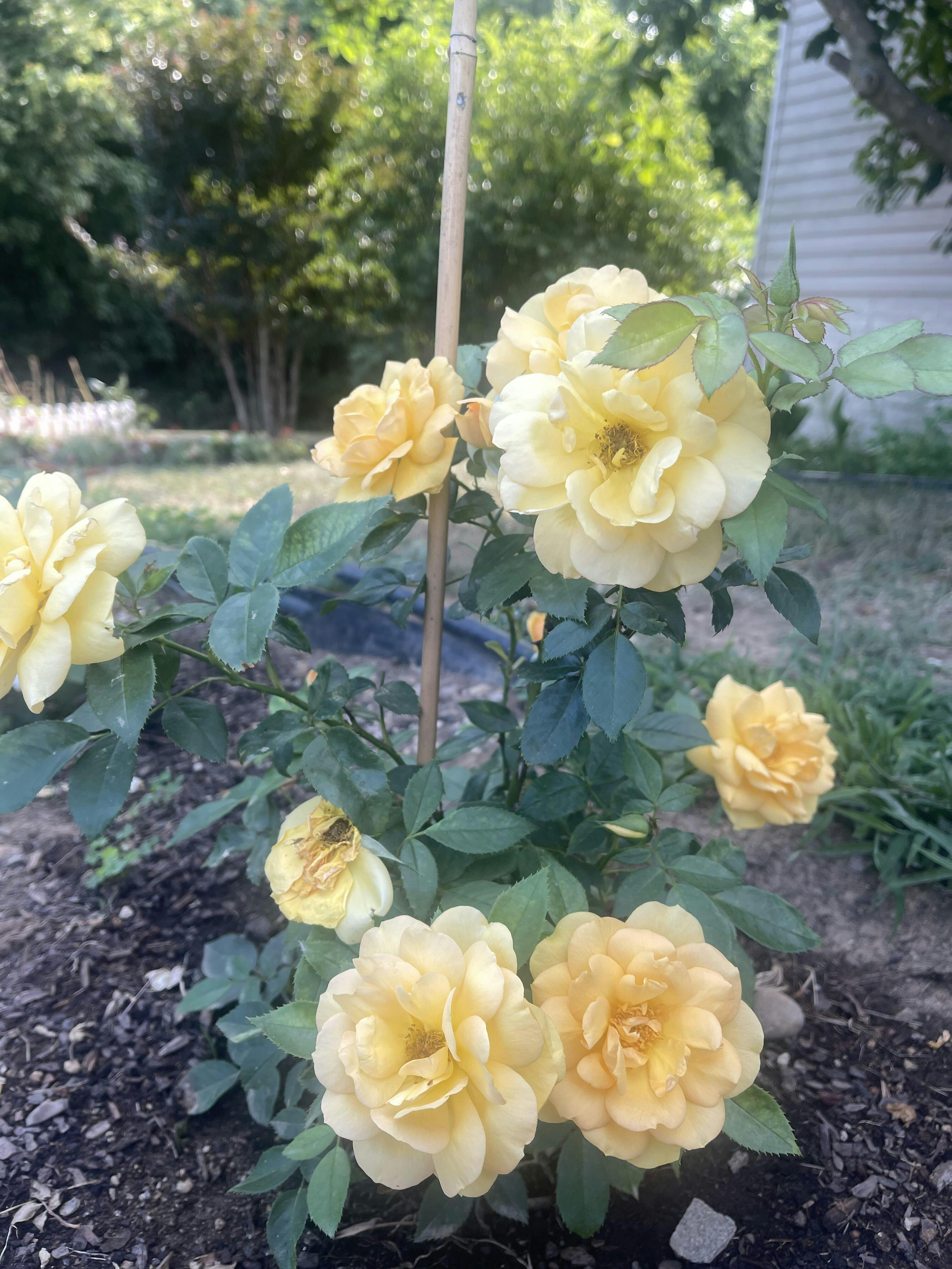 Sunbelt® South Africa® – Heirloom Roses