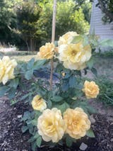 Sunbelt® South Africa® – Heirloom Roses