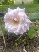 Memorial Day Rose - Hybrid Tea - Exceptionally Fragrant – Heirloom Roses