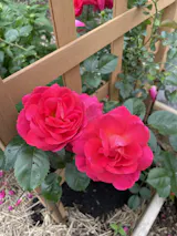 Highwire Flyer – Heirloom Roses