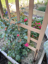 Highwire Flyer – Heirloom Roses