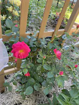Highwire Flyer – Heirloom Roses