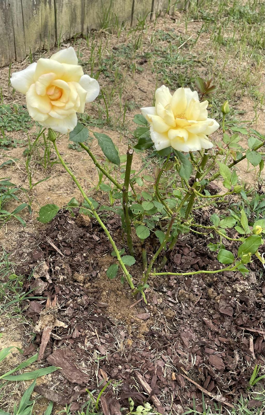 Sand Castle | Yellow Hybrid Tea Rose Bush – Heirloom Roses