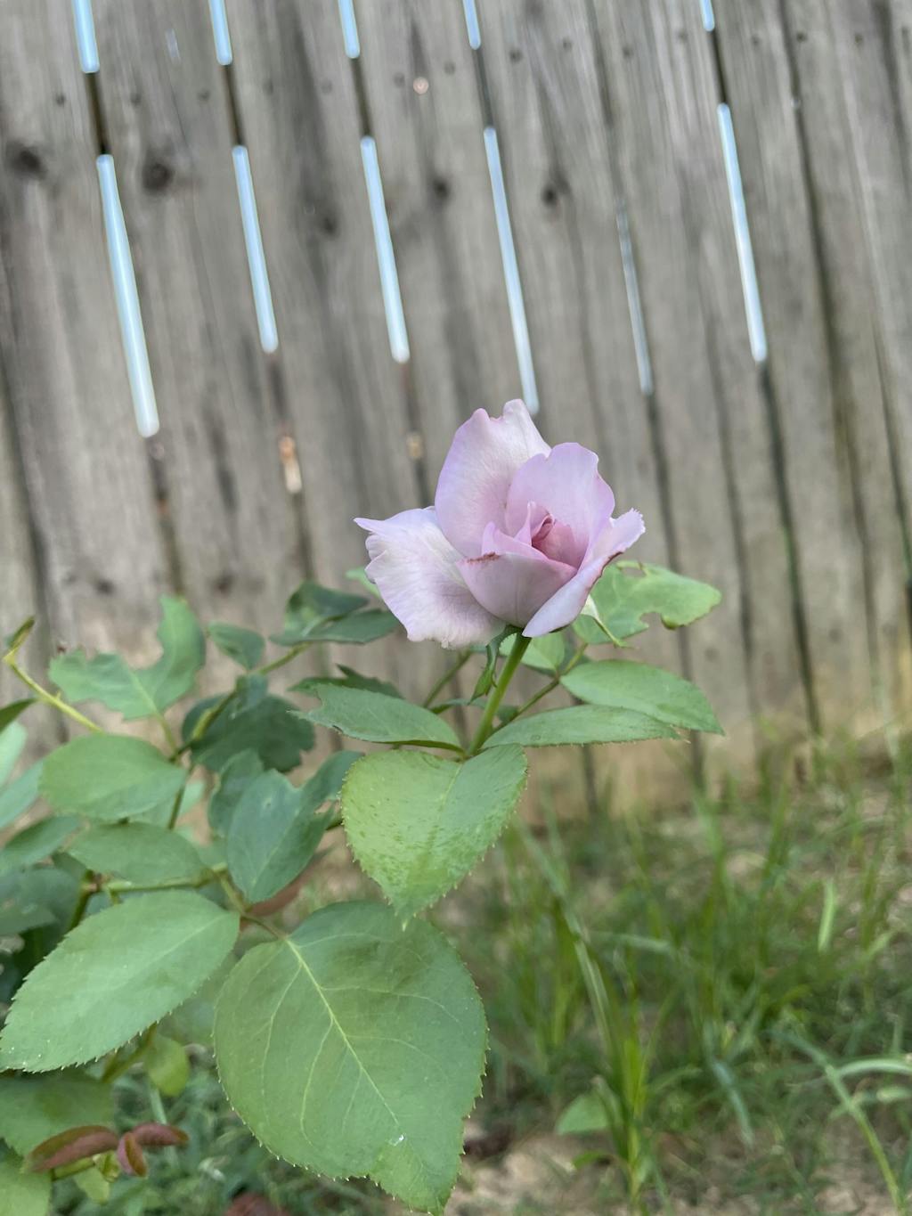 Blue Girl Hybrid Tea Rose | Purple Rose Bush – Heirloom Roses