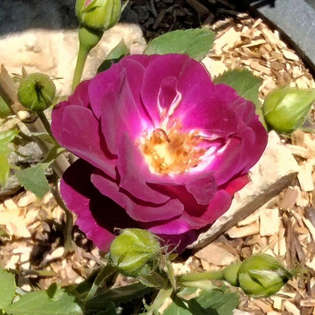 Midnight Blue Shrub Rose | Fragrant Rose Bush – Heirloom Roses