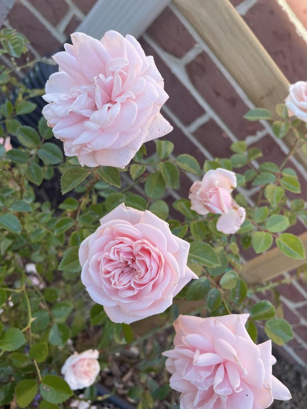 Awakening Rose - Climbing Roses - Very Fragrant – Heirloom Roses