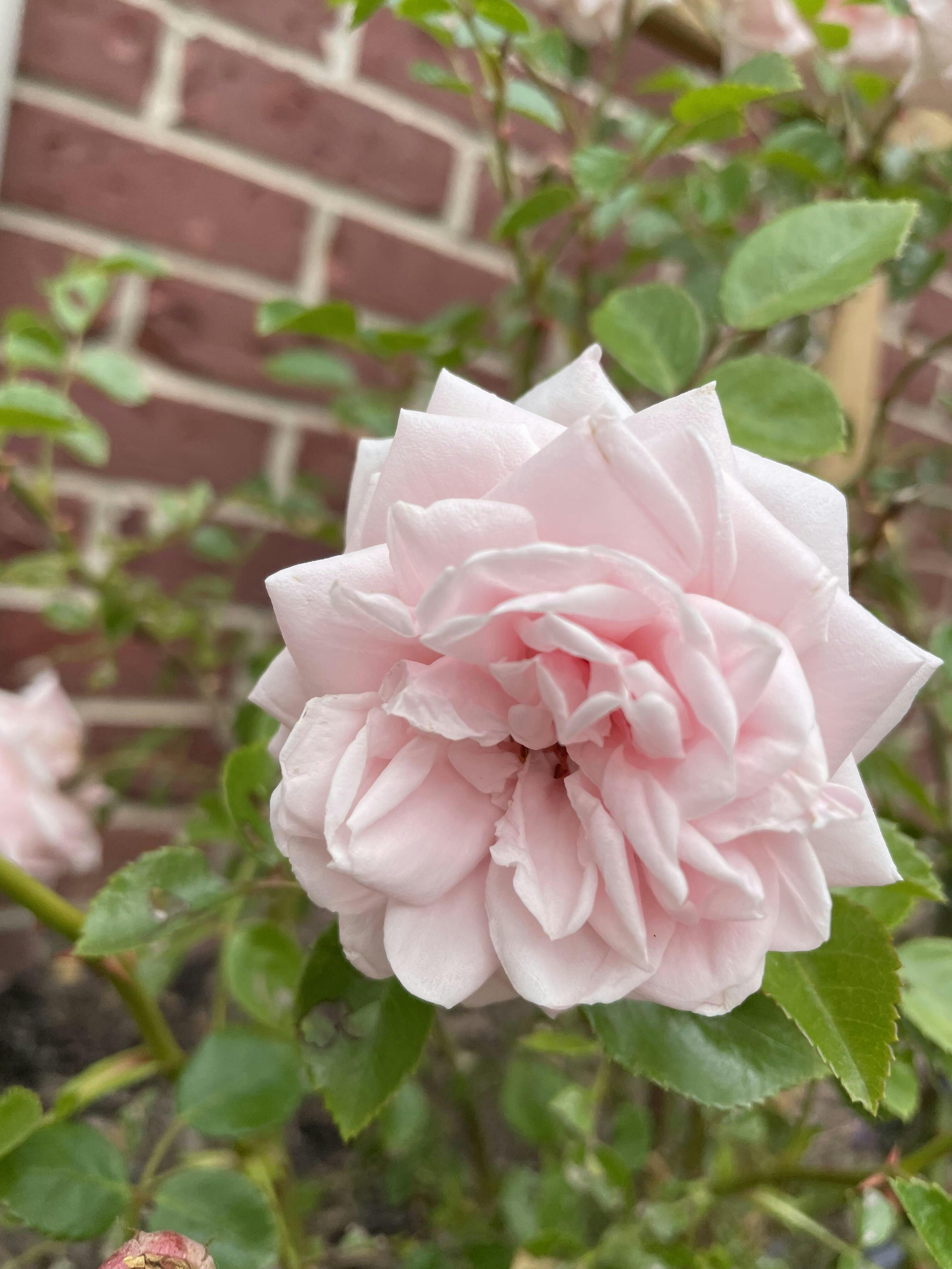 Awakening Rose - Climbing Roses - Very Fragrant – Heirloom Roses