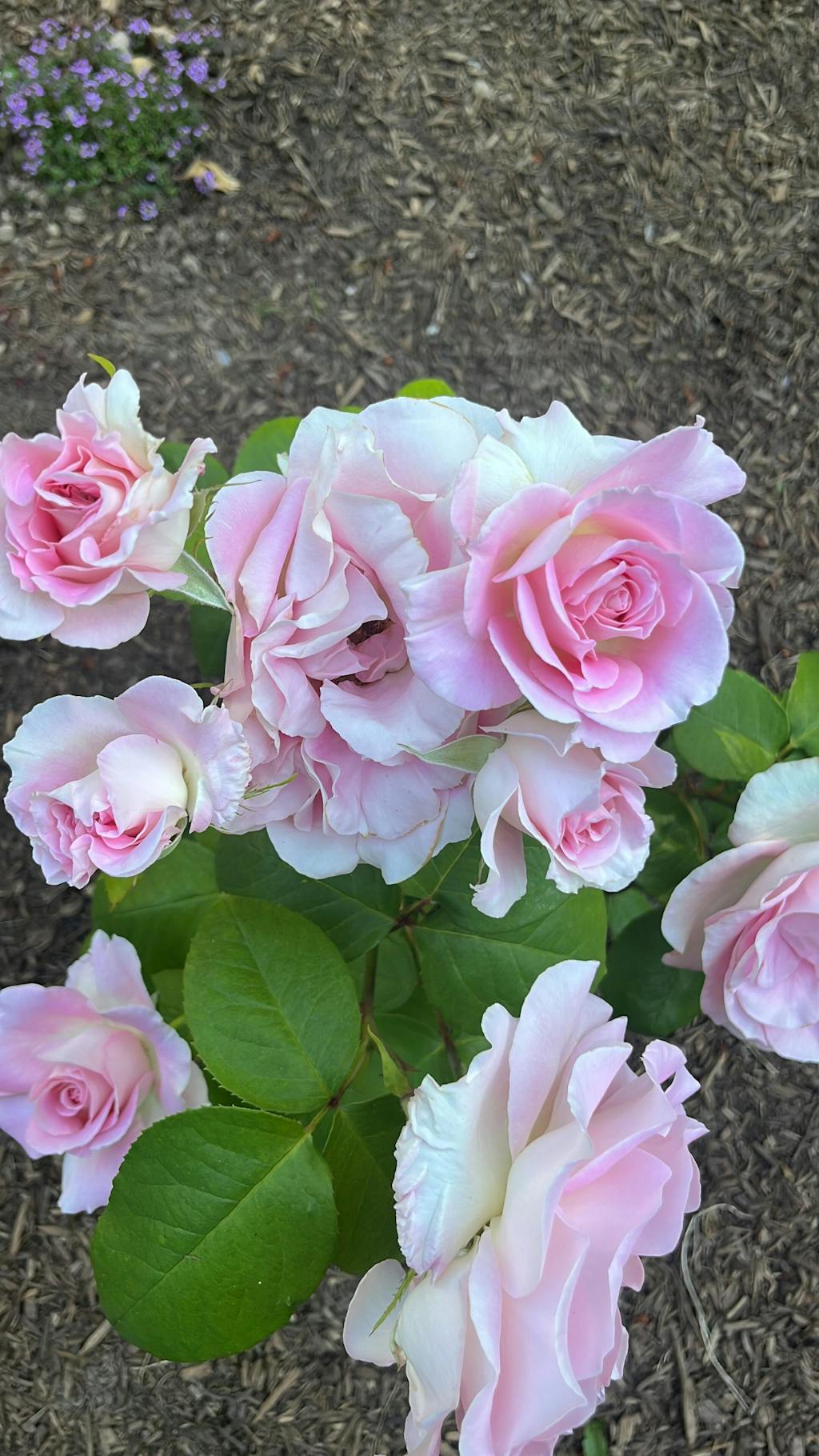 Falling In Love Rose - Hybrid Tea - Moderately Fragrant – Heirloom Roses
