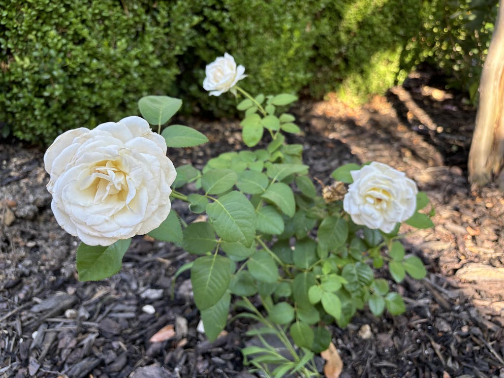 Easy Spirit™ | White Floribunda Rose Bush – Heirloom Roses