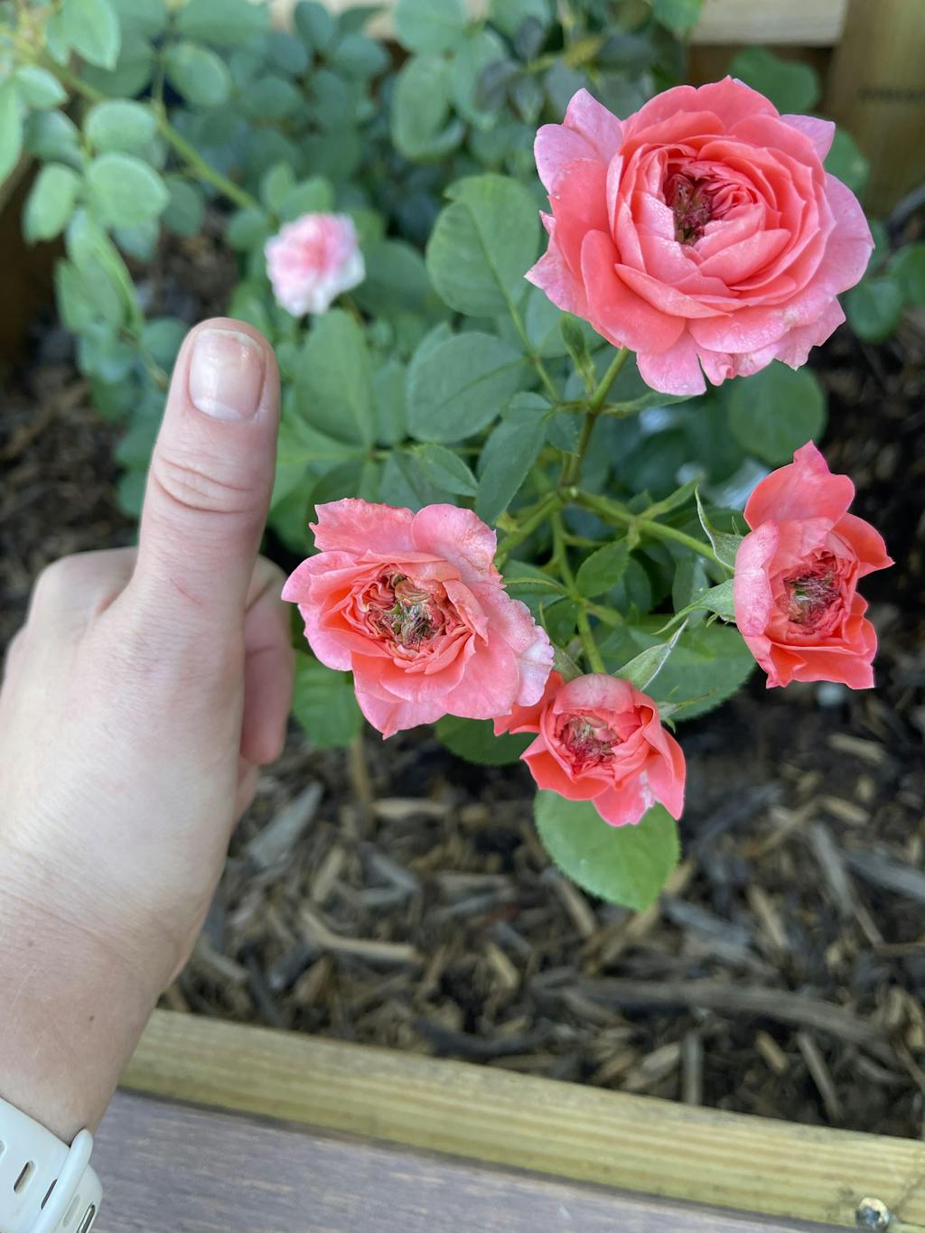 Veranda Jolie Floribunda Rose | Red Rose Plant – Heirloom Roses