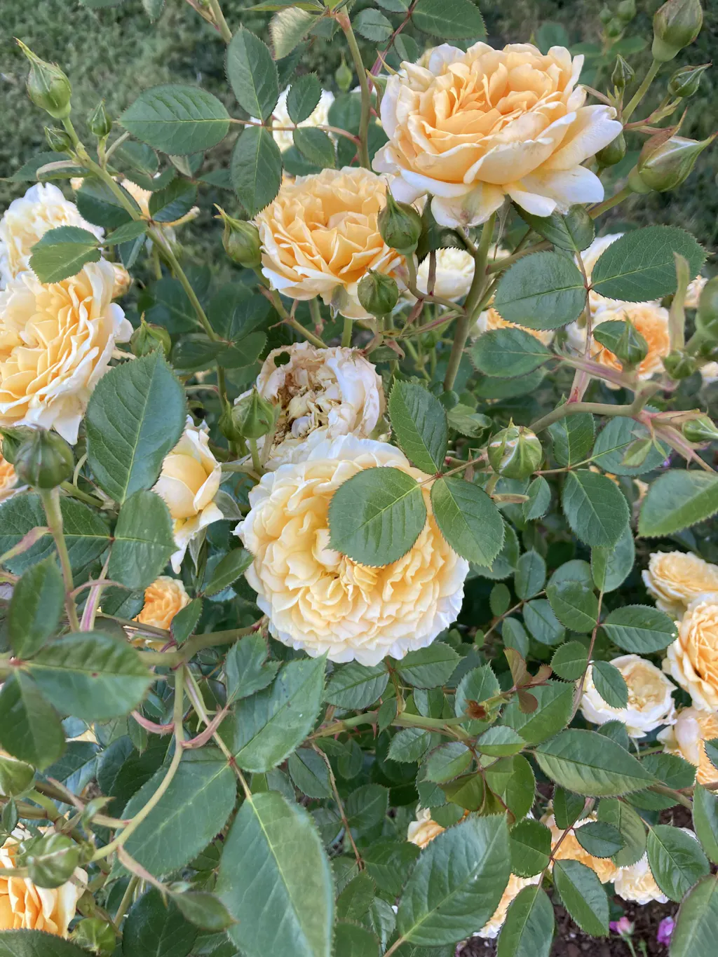 Good Ol' Summertime Shrub Rose | Yellow Rose Bush – Heirloom Roses