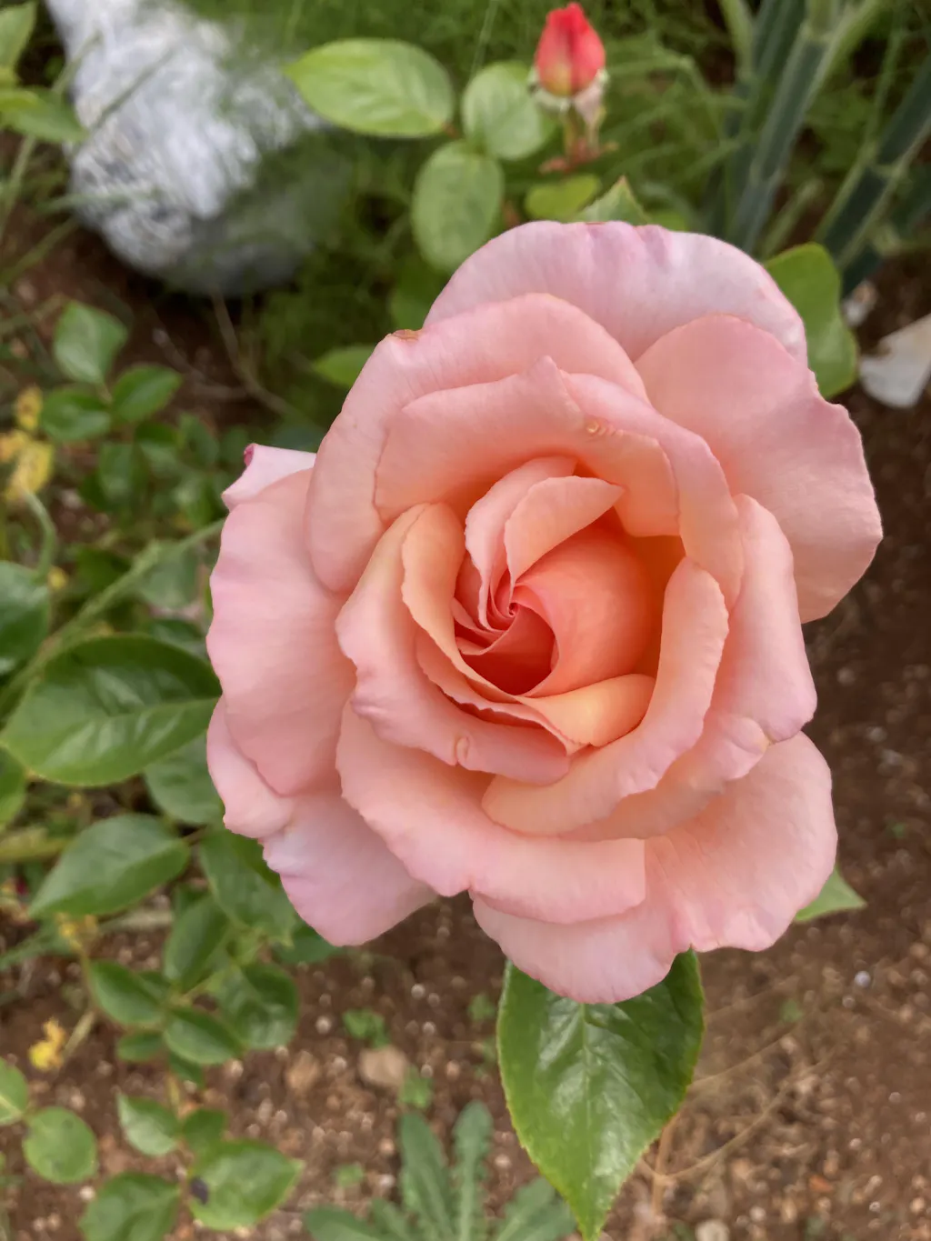 Compassion Rose - English Legend - Exceptionally Fragrant – Heirloom Roses