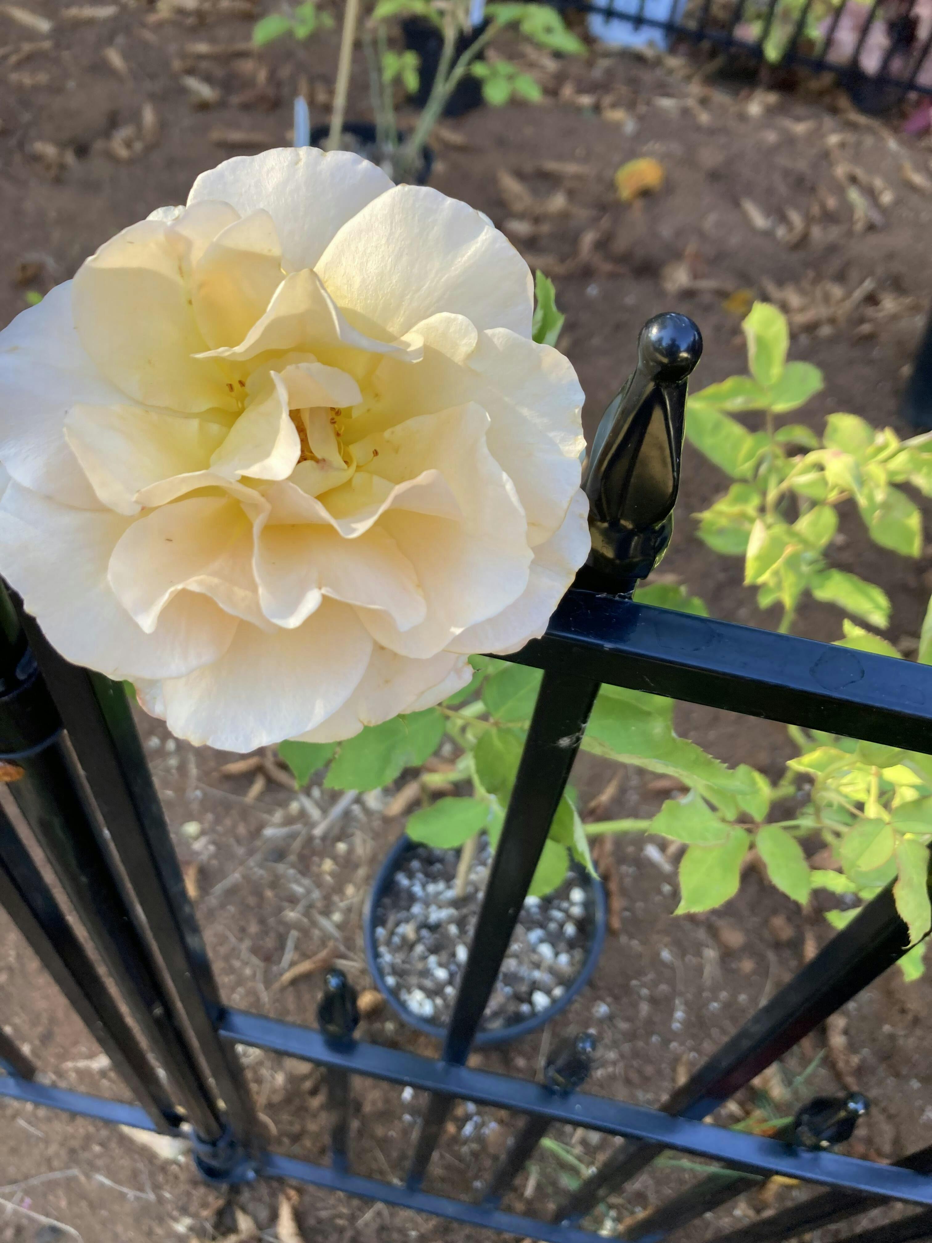 Apricot Nectar Rose - Grandiflora - Very Fragrant – Heirloom Roses