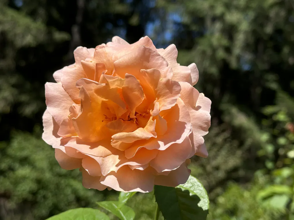 Polka Rose - Climbing Roses - Very Fragrant – Heirloom Roses
