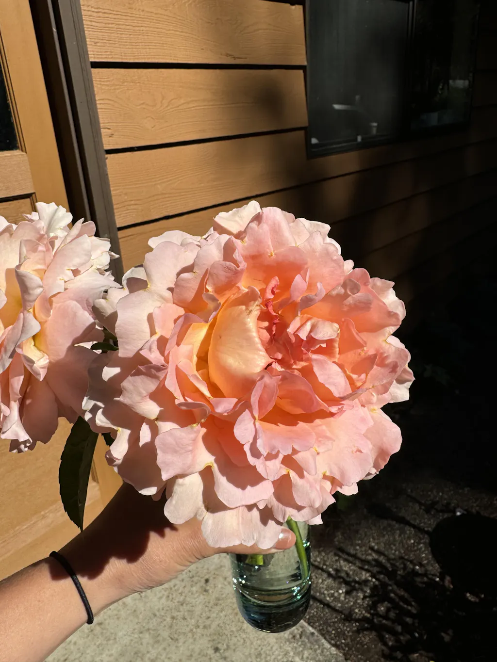 Polka Rose - Climbing Roses - Very Fragrant – Heirloom Roses