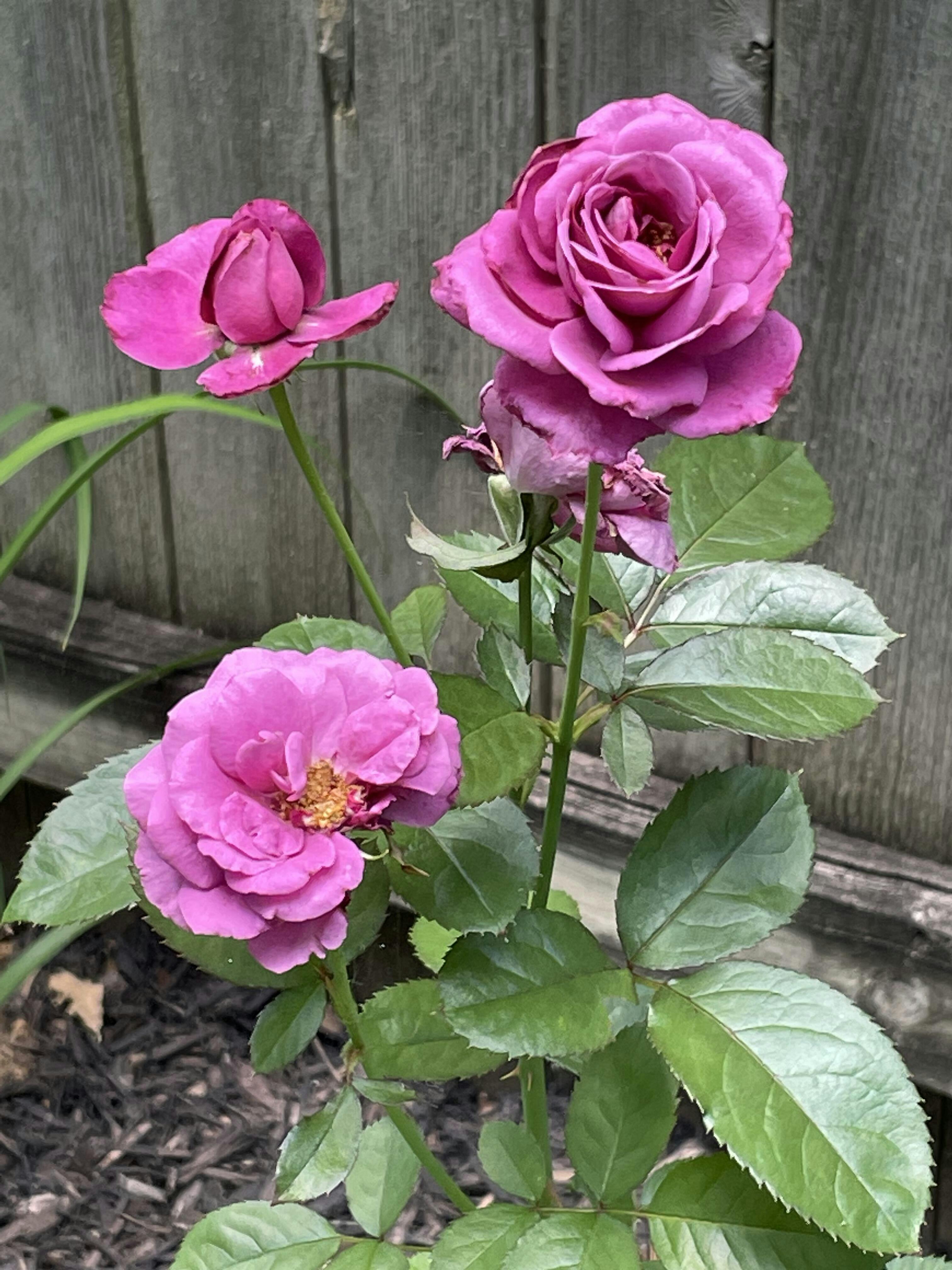 Plum Perfect Rose - Floribunda - Lightly Fragrant – Heirloom Roses