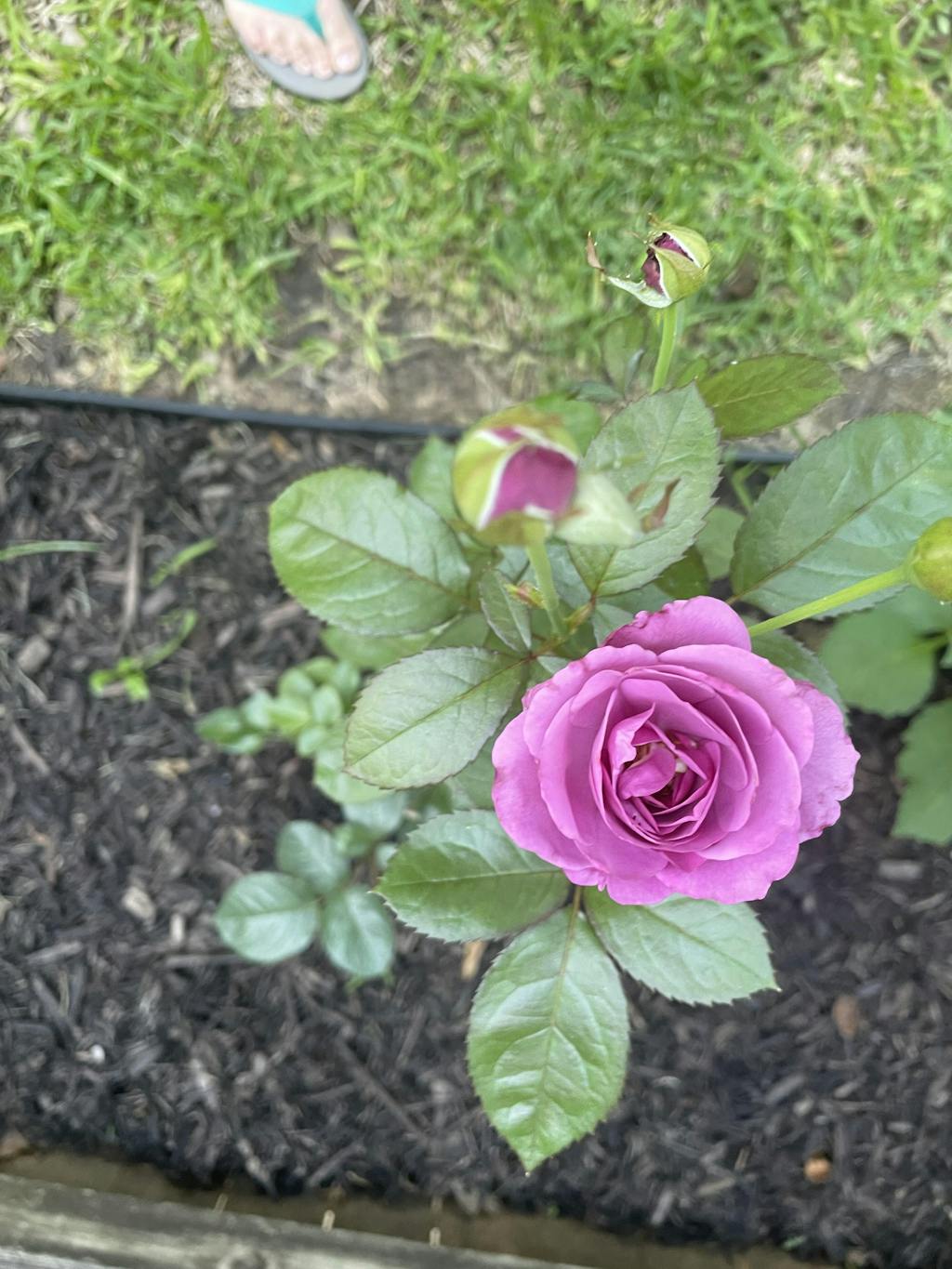 Plum Perfect Rose - Floribunda - Lightly Fragrant – Heirloom Roses