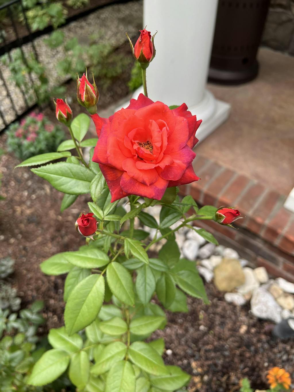 Hot Cocoa Rose - Shrub - Moderately Fragrant – Heirloom Roses