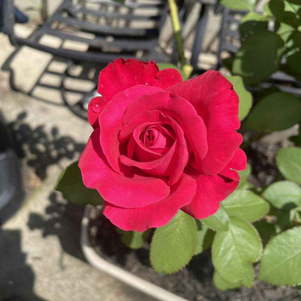 Alec's Red Rose - Hybrid Tea - Exceptionally Fragrant – Heirloom Roses