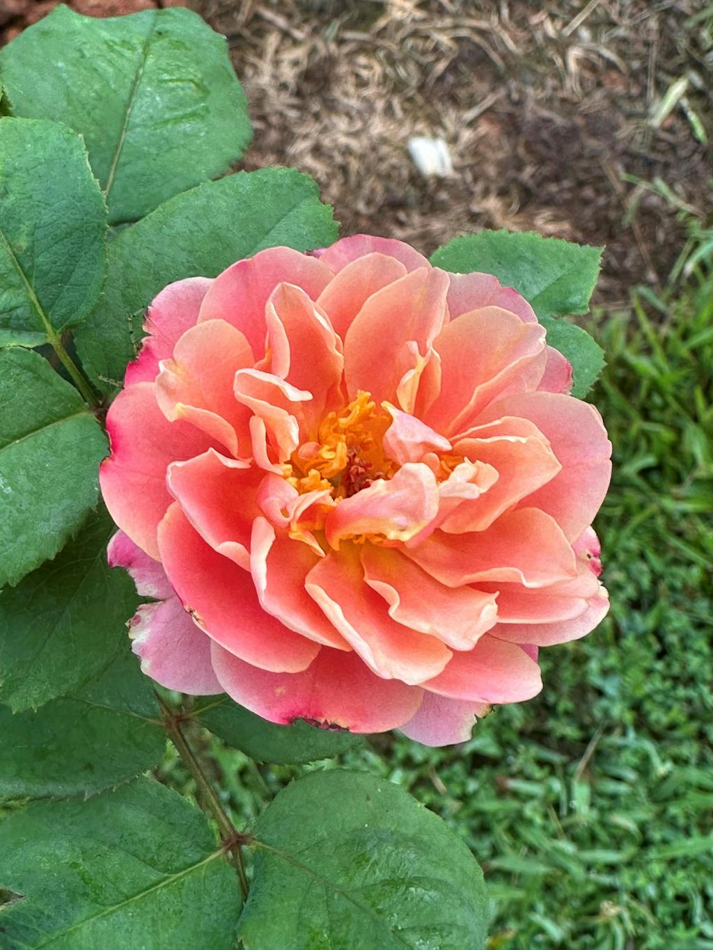 Distant Drums Rose - Hardy - Moderately Fragrant – Heirloom Roses