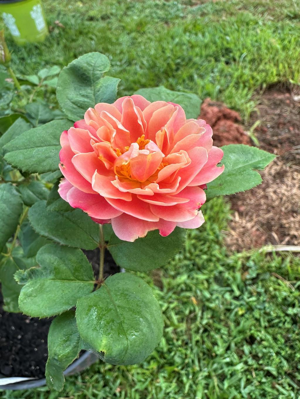 Distant Drums Rose - Hardy - Moderately Fragrant – Heirloom Roses