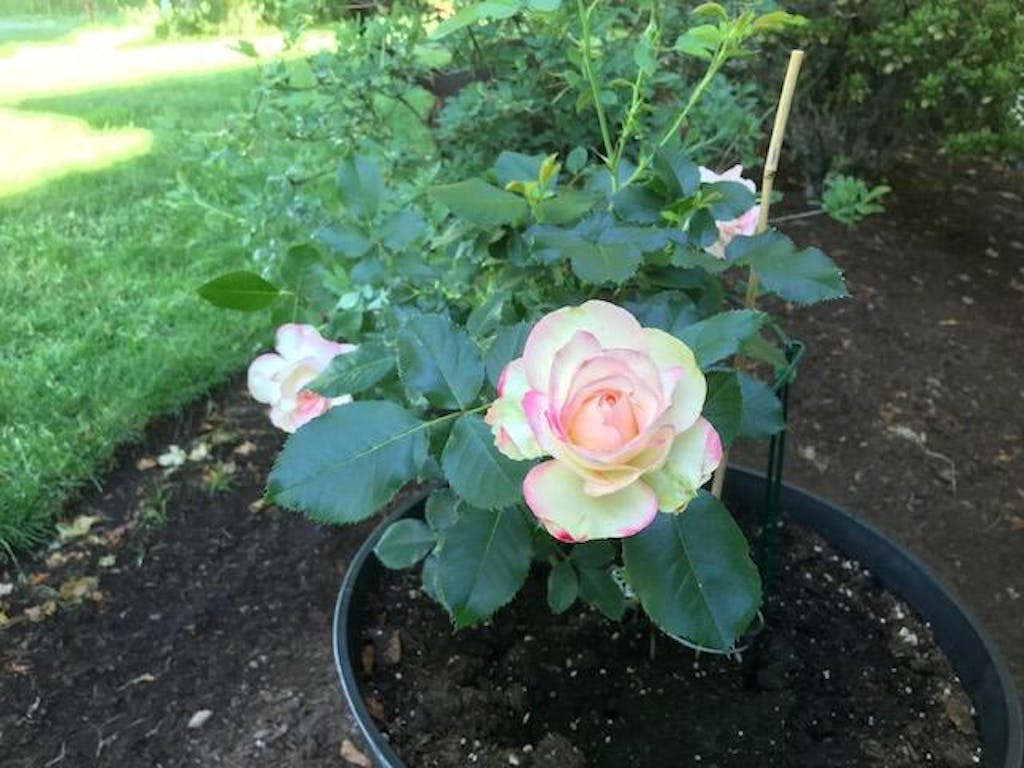 Cherry Parfait Rose - Grandiflora - Lightly Fragrant – Heirloom Roses