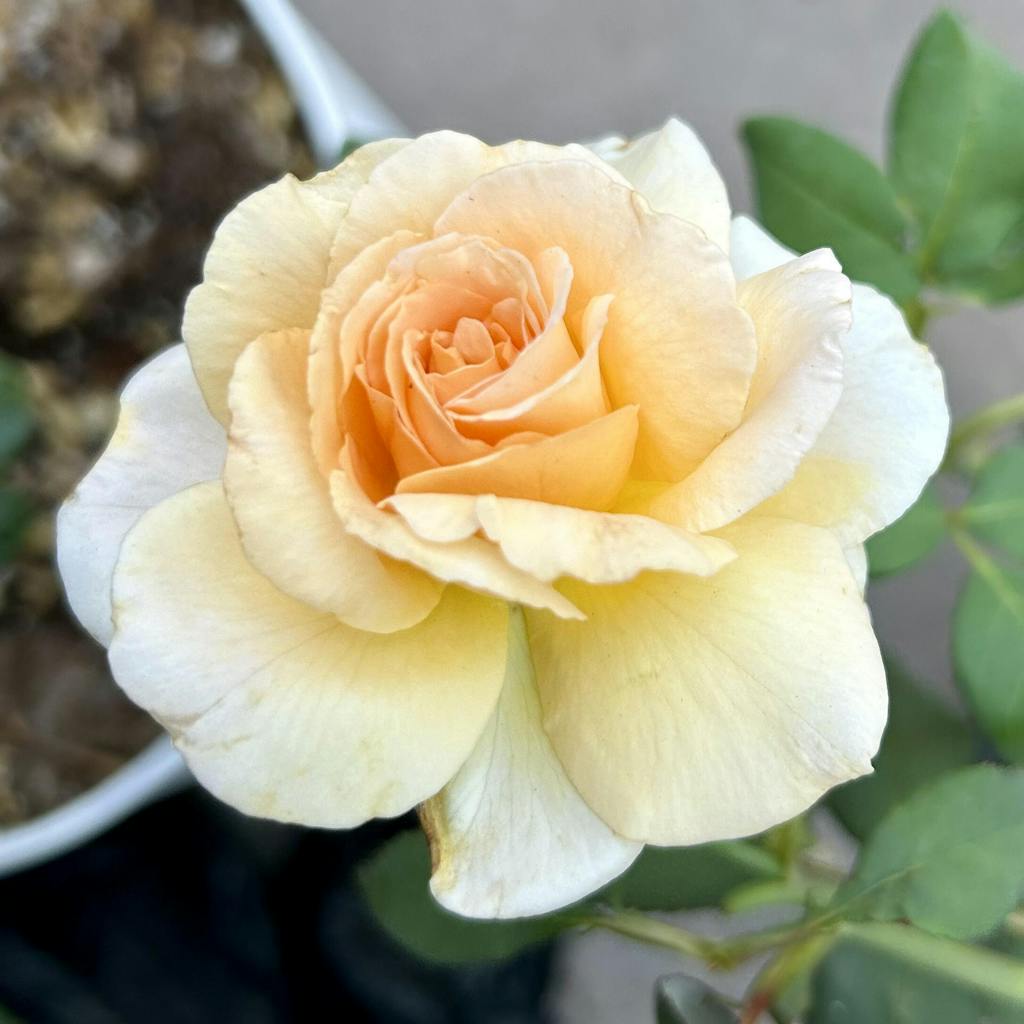 Apricot Nectar Grandiflora Rose | Fragrant Rose Plant – Heirloom Roses