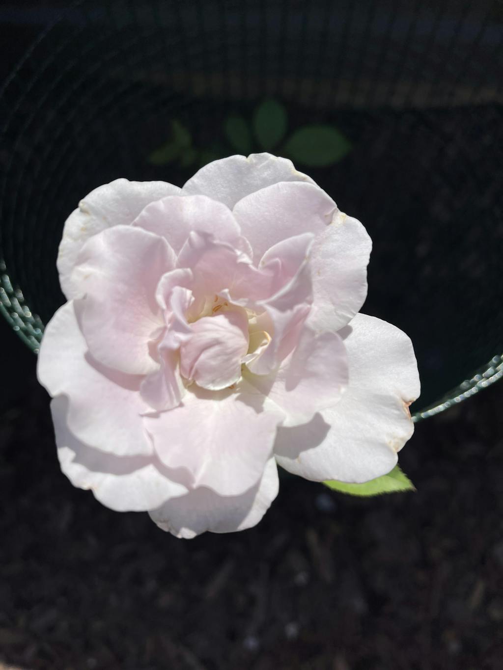 Lagerfeld Grandiflora Rose | Fragrant Rose Plant – Heirloom Roses