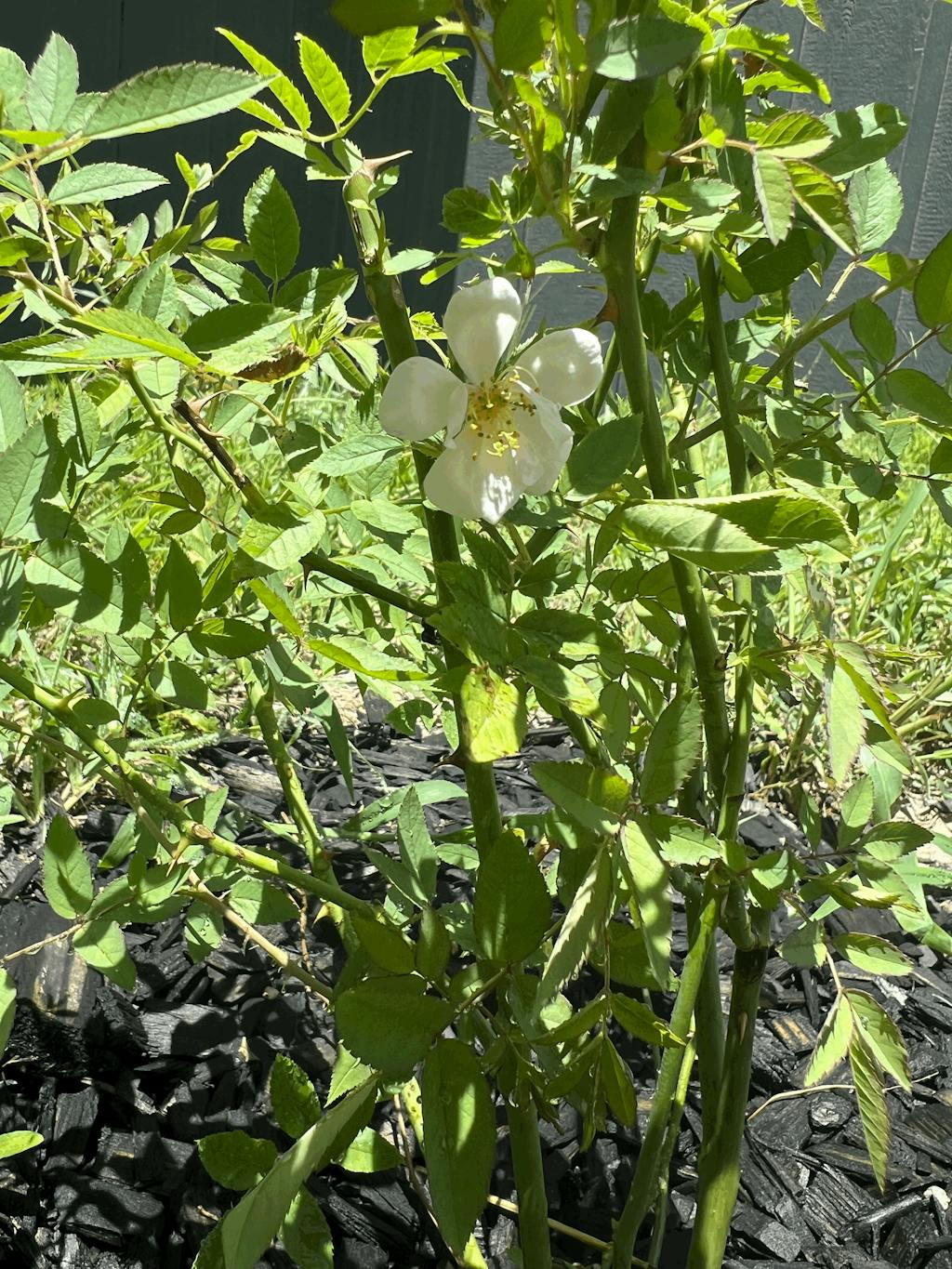 Darlow's Enigma Rose - Rambling Rose - Very Fragrant – Heirloom Roses