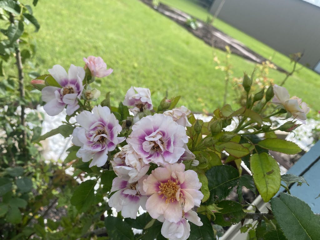 Easy On The Eyes™ – Heirloom Roses