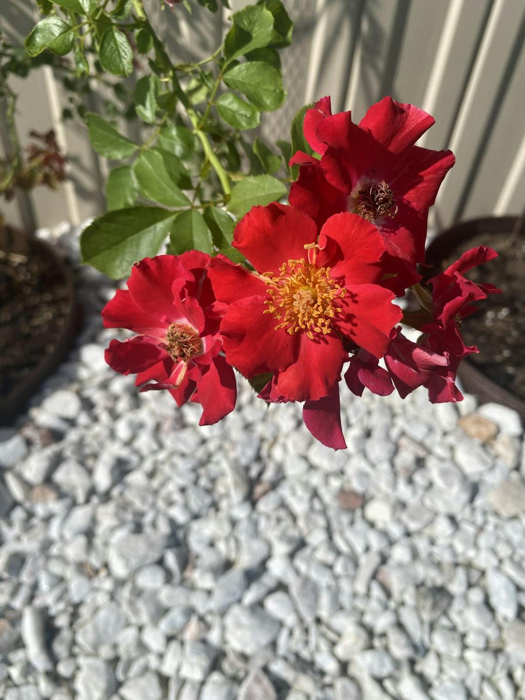 Fourth Of July Climbing Rose | Colorful Rose Bush – Heirloom Roses