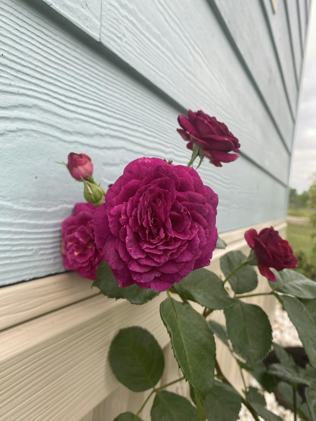 Ebb Tide Rose - Floribunda - Exceptionally Fragrant – Heirloom Roses