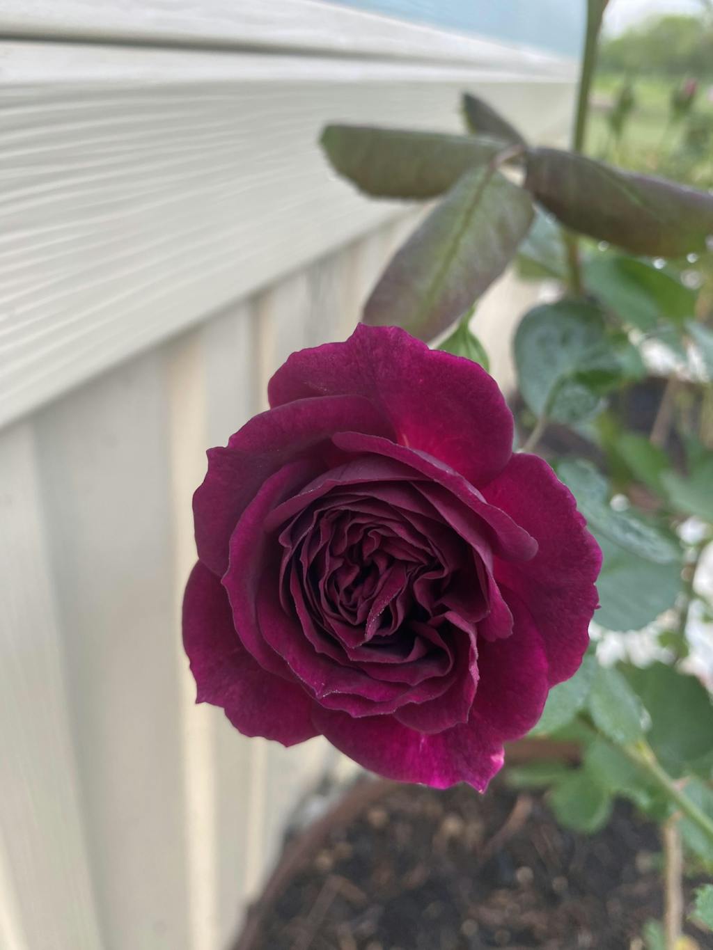 Ebb Tide Rose - Floribunda - Exceptionally Fragrant – Heirloom Roses