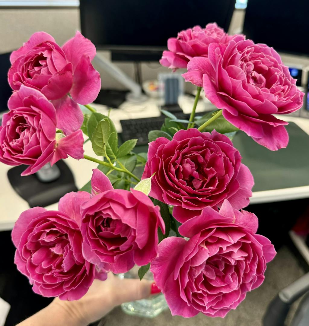 Pretty Lady Rose Hybrid Tea Rose | Pink Rose Plant – Heirloom Roses