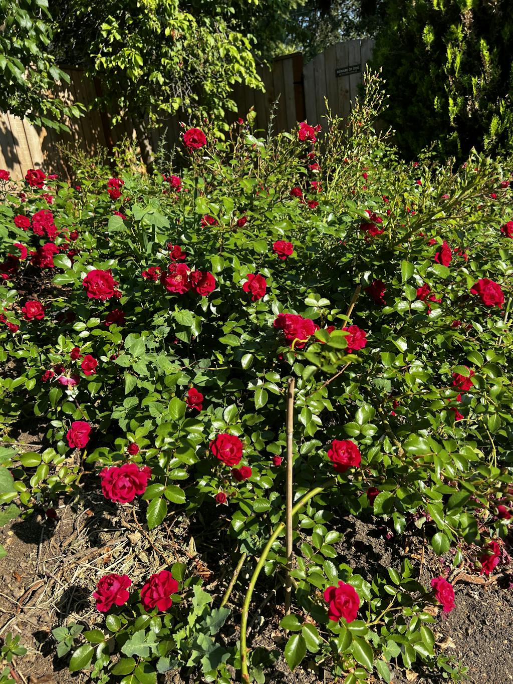 Fire MeidilandLandscape Rose | Red Rose Bush – Heirloom Roses