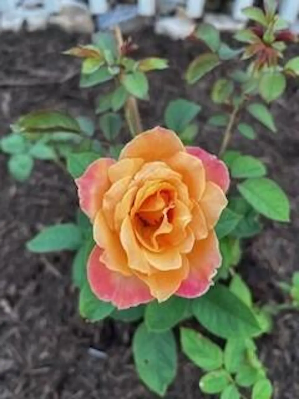 Strike It Rich Rose - Grandiflora - Very Fragrant – Heirloom Roses