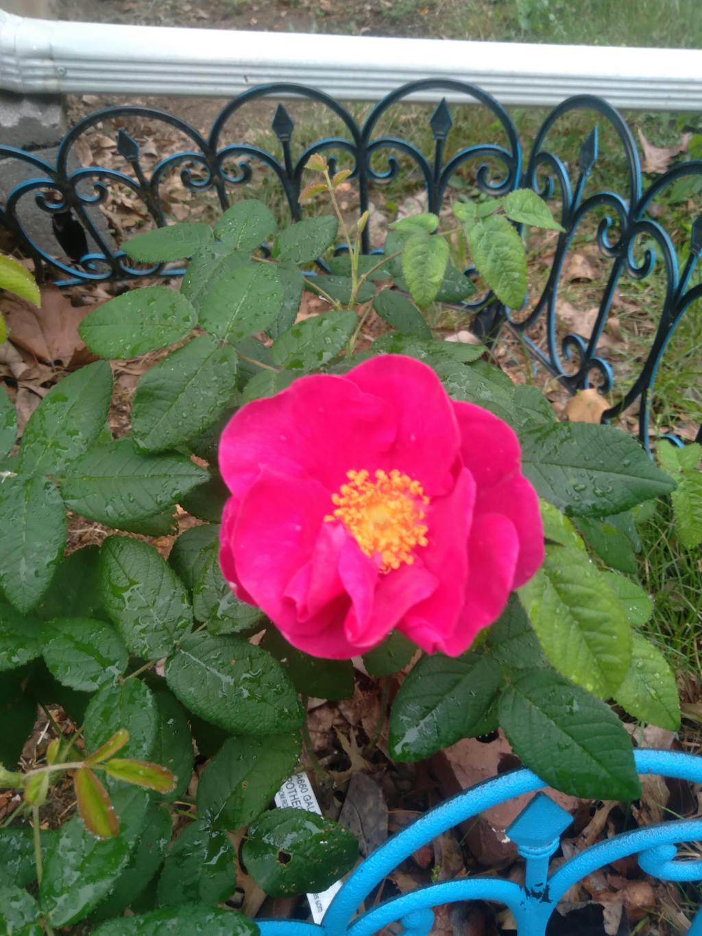 Apothecary's Rose Gallicas Rose | Fragrant Rose Bush – Heirloom Roses