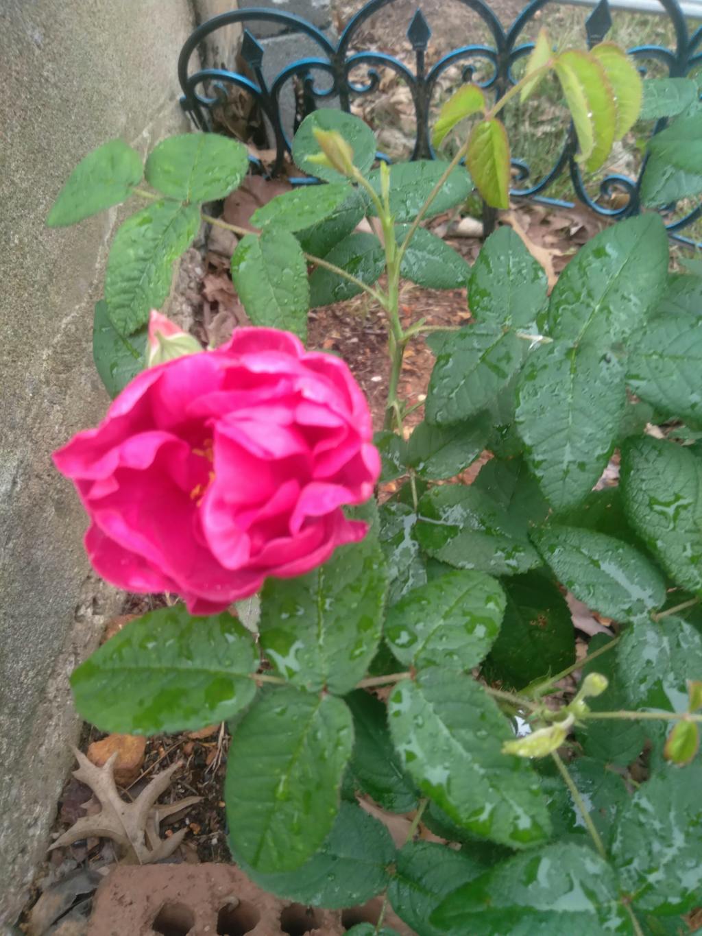 Apothecary's Rose Gallicas Rose | Fragrant Rose Bush – Heirloom Roses