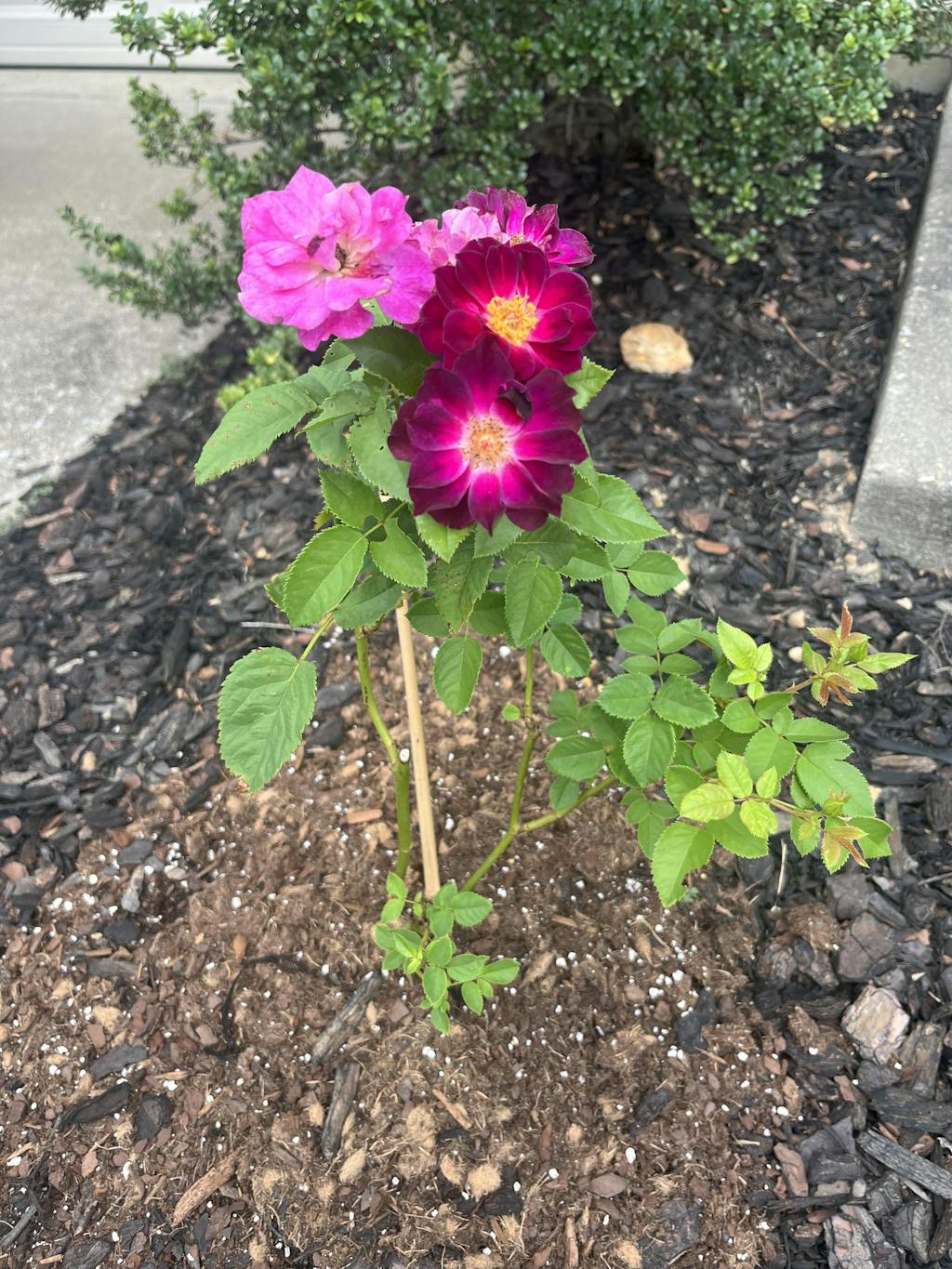 Midnight Blue Shrub Rose | Fragrant Rose Bush – Heirloom Roses