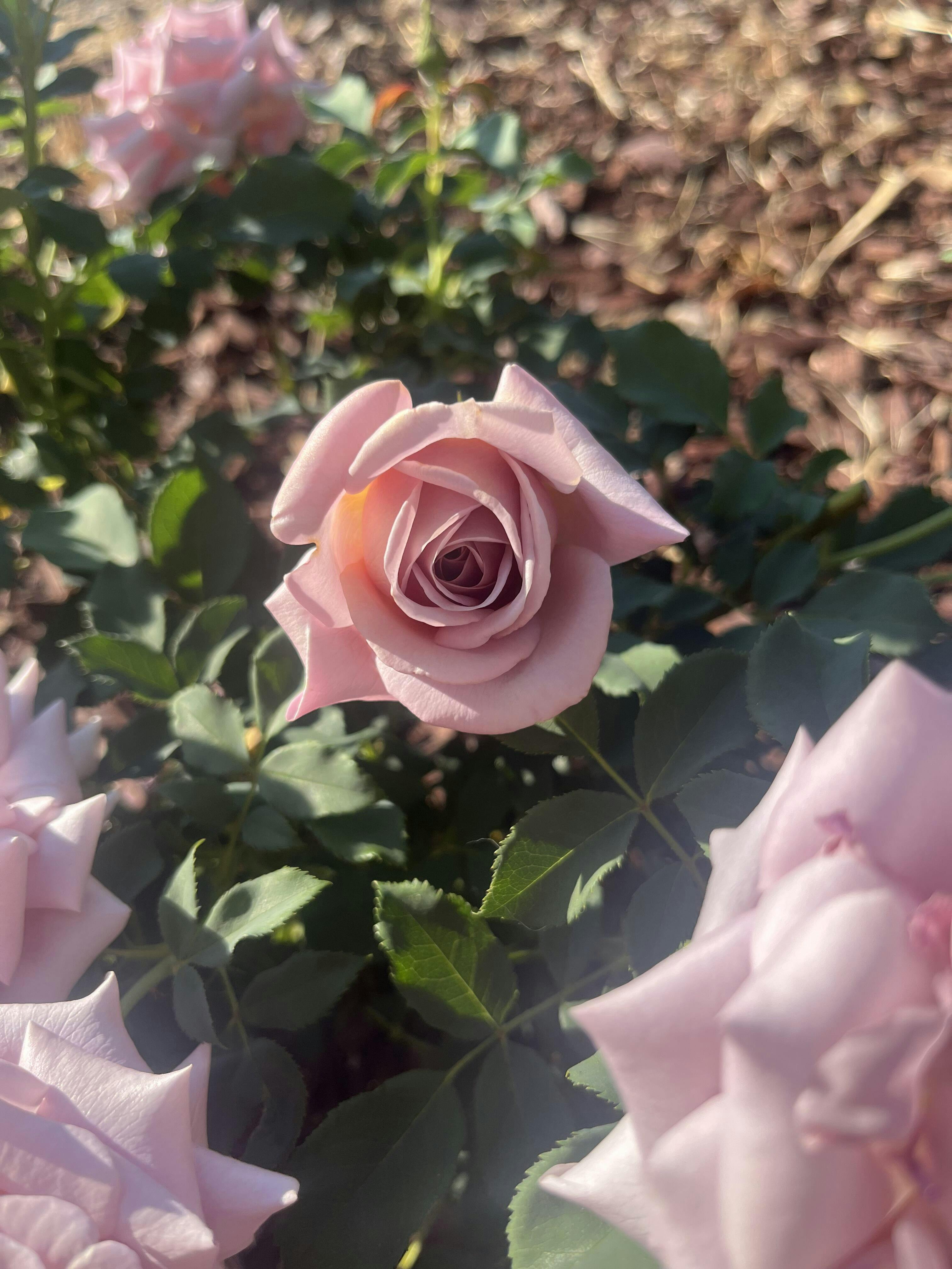 Koko Loko Rose - Floribunda - Moderately Fragrant – Heirloom Roses