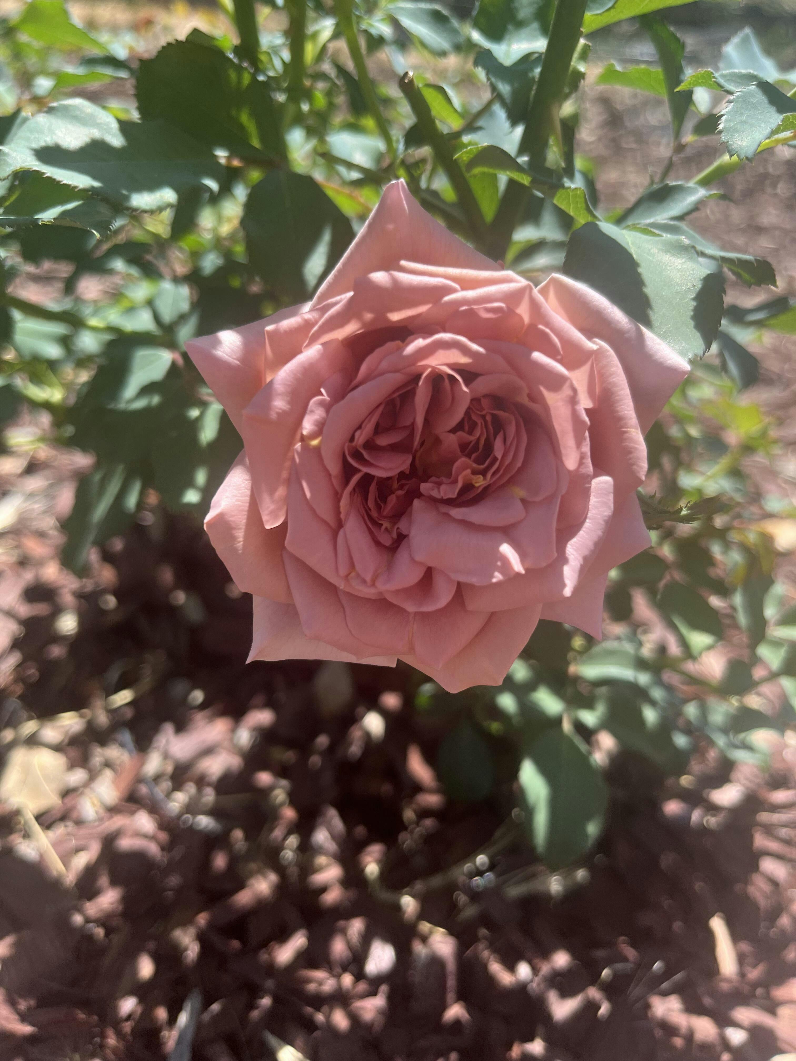 Koko Loko Rose - Floribunda - Moderately Fragrant – Heirloom Roses
