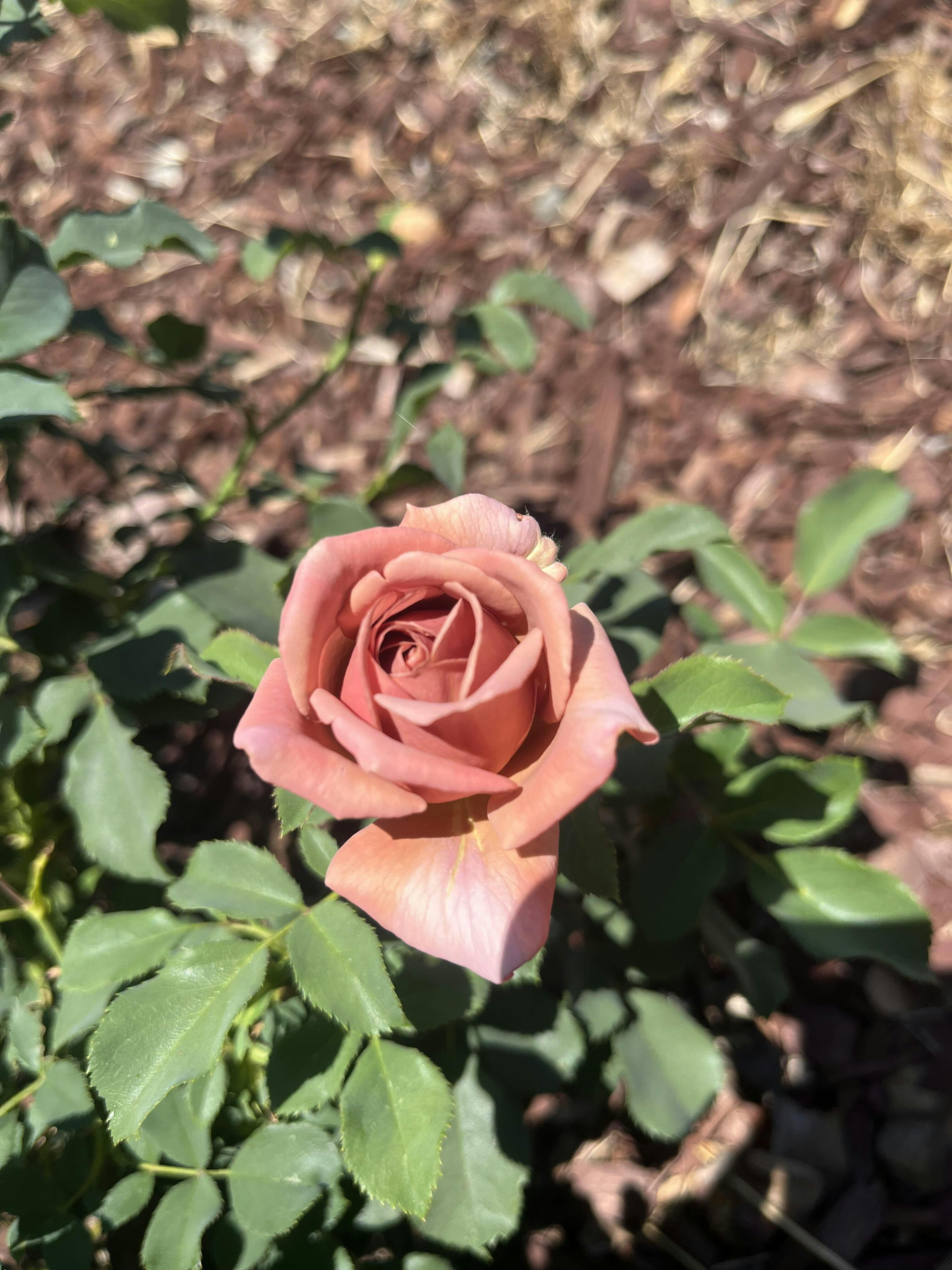 Koko Loko Rose - Floribunda - Moderately Fragrant – Heirloom Roses