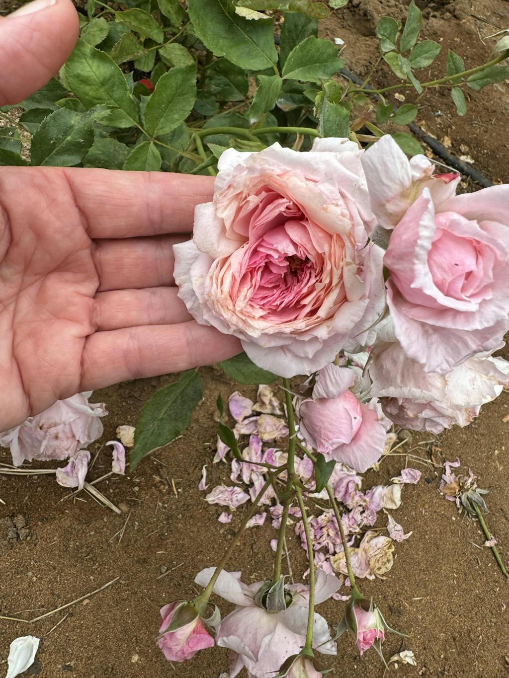 Lady Heirloom Shrub Rose | Fragrant Rose Bush – Heirloom Roses