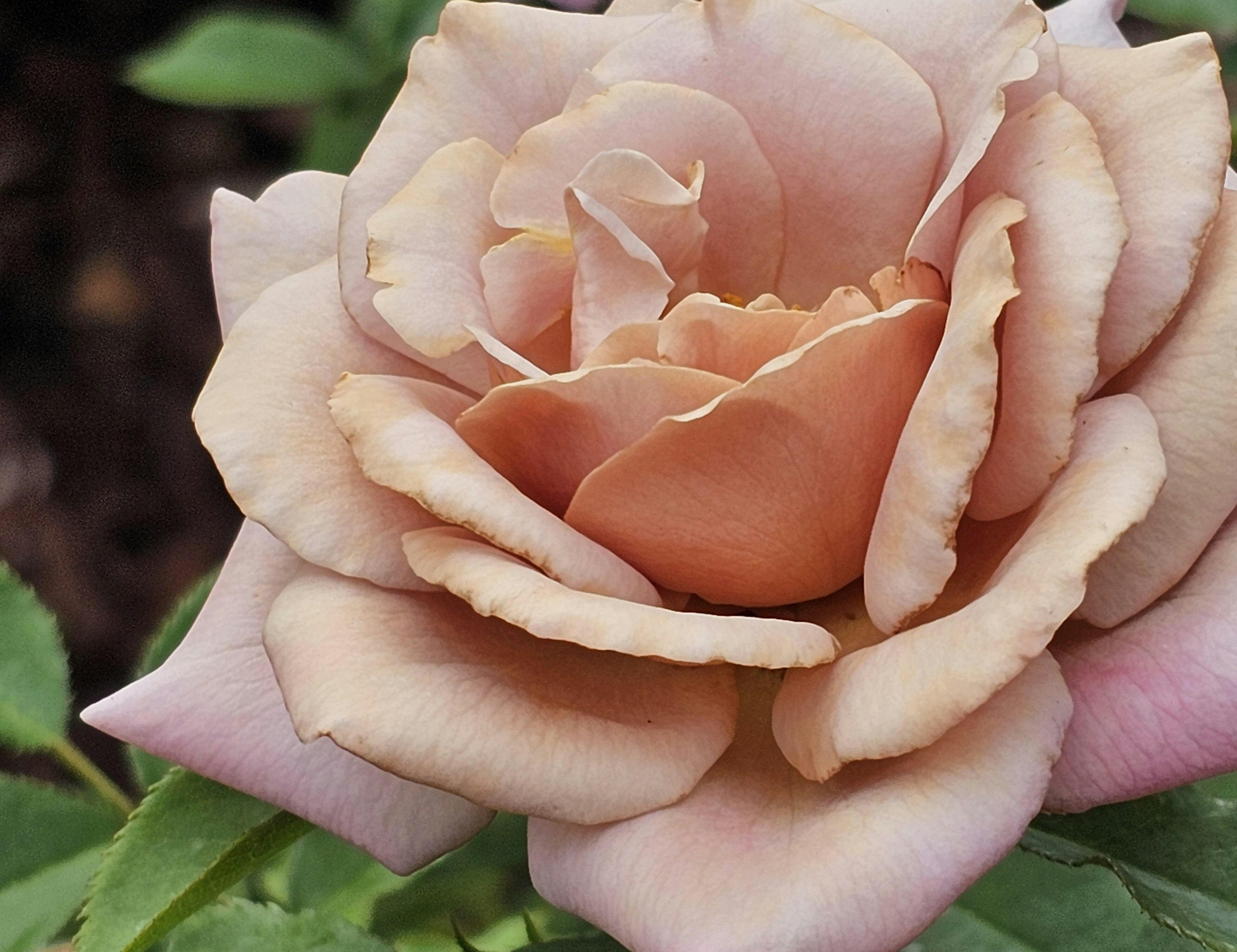 Koko Loko Rose - Floribunda - Moderately Fragrant – Heirloom Roses